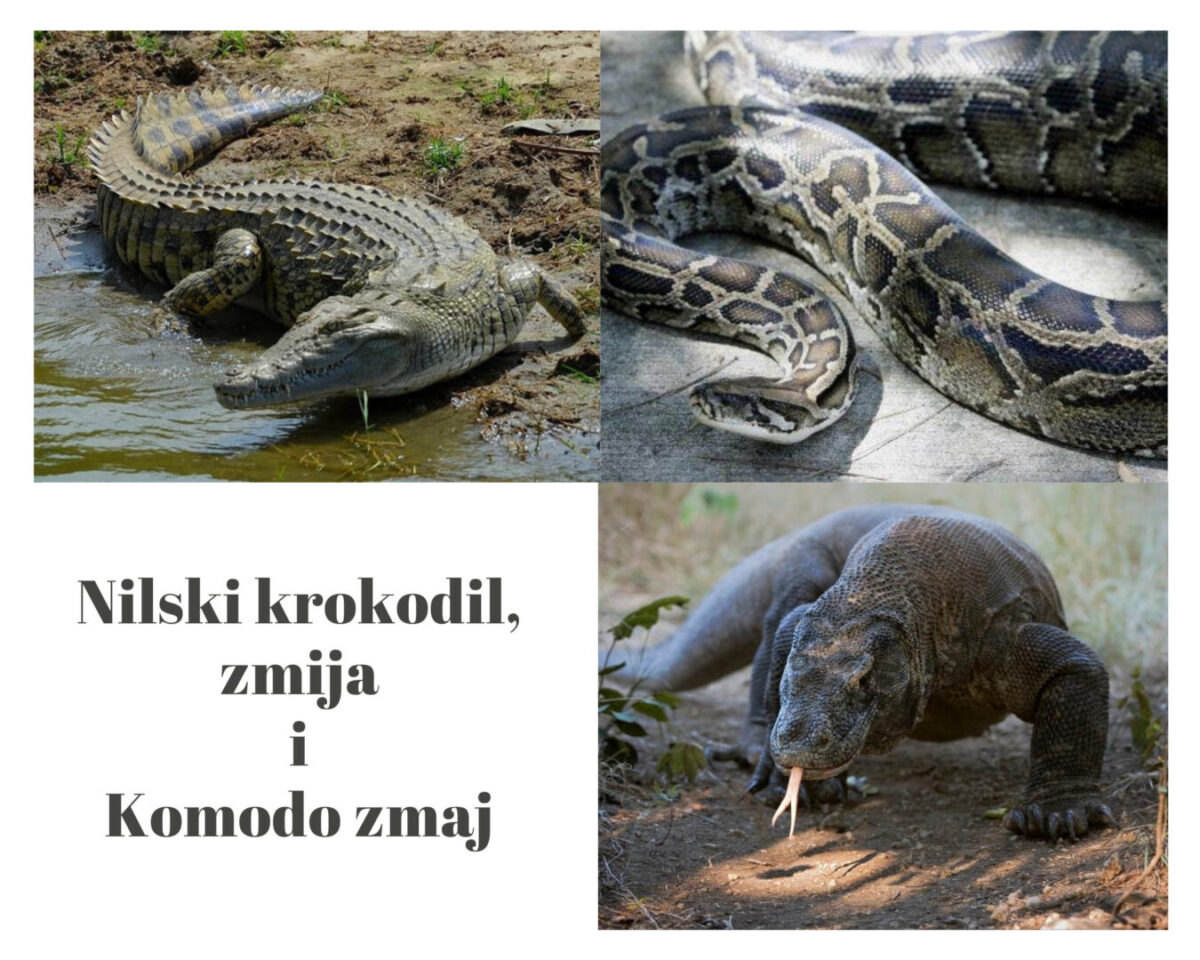 Zmajevi! Legenda ili stvarnost? - Epic Fantasy Shop